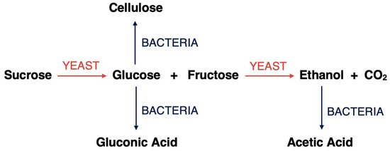 Optimizing Oxygen Exposure during Kombucha Brewing Using Air-Permeable ...