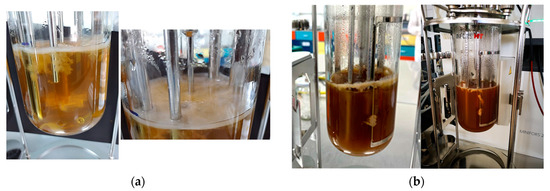 Insights into Agitated Bacterial Cellulose Production with Microbial ...
