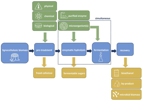 The Use of Trichoderma spp. for the Bioconversion of Agro-Industrial ...