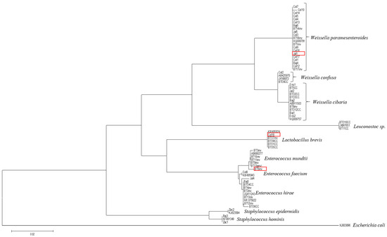 Lactic Acid Bacterial Fermentation of Esterified Agave Fructans in ...