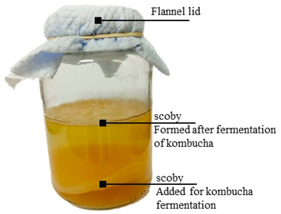 Development of Potentially Probiotic Mead from Co-Fermentation by ...