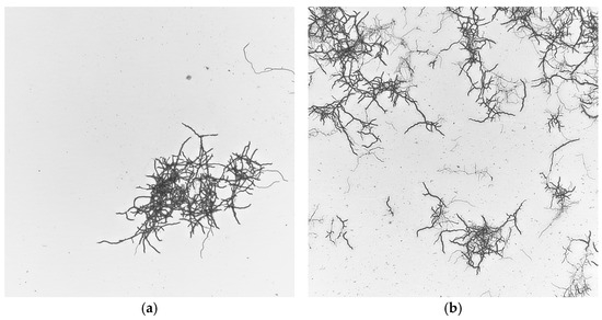 Clavulanic Acid Overproduction: A Review of Environmental Conditions ...