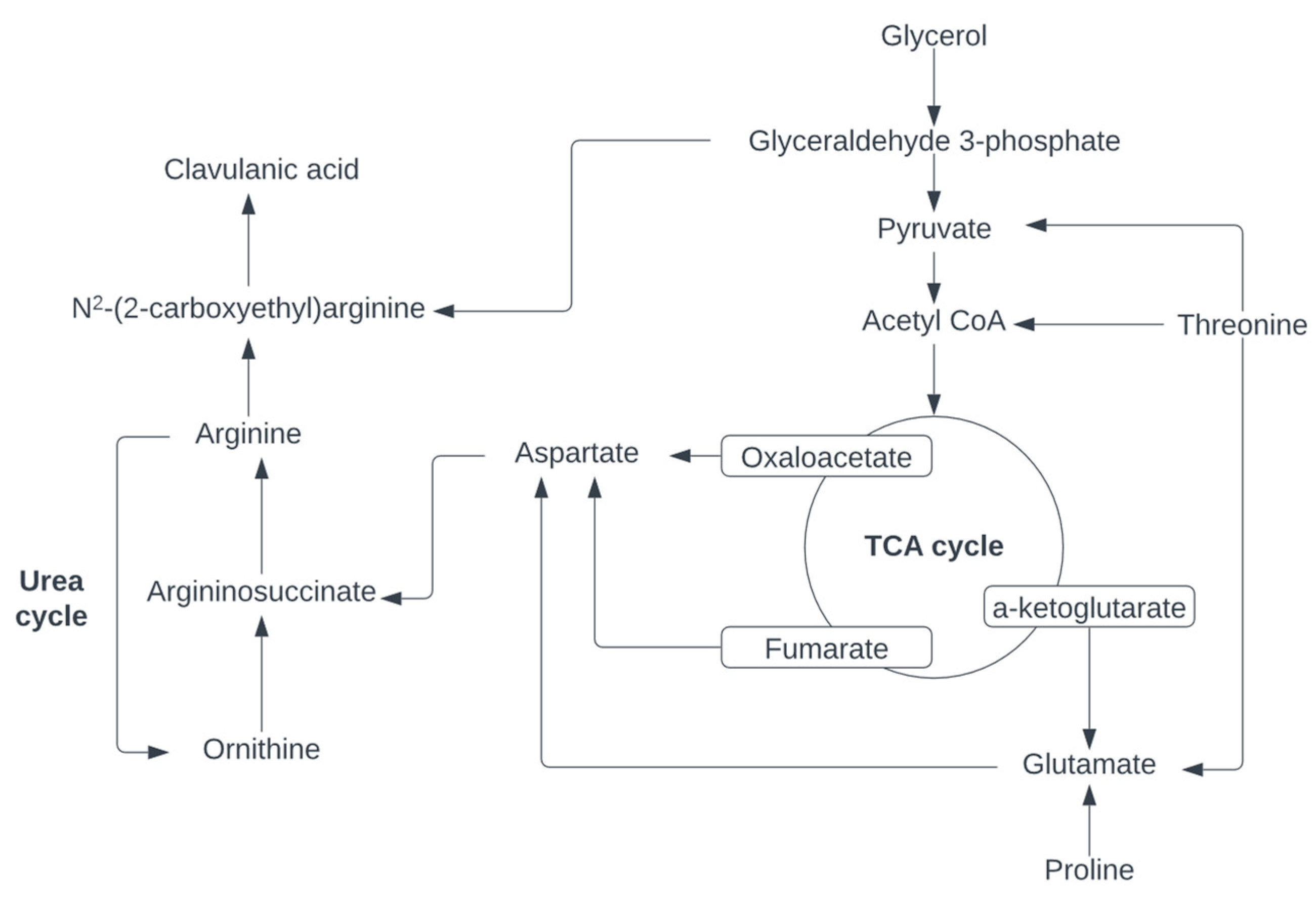 Clavulanic Acid Overproduction: A Review of Environmental Conditions ...