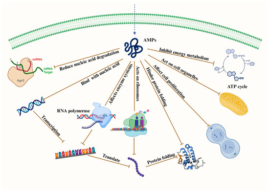 A Review of Antimicrobial Peptides: Structure, Mechanism of Action, and ...