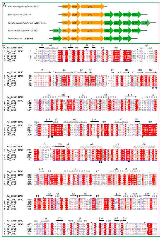 Characterization of Urease from Providencia sp. LBBE and Its ...