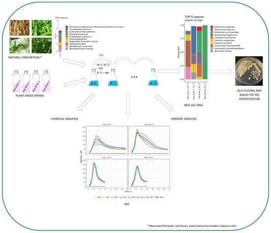 Isolation and Identification of Novel Non-Dairy Starter Culture ...