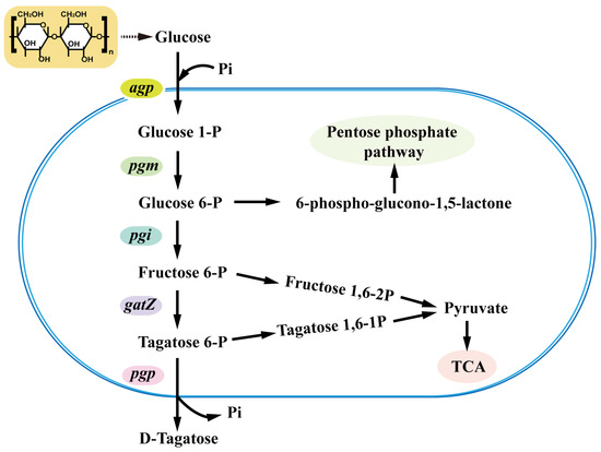 Advances in Biological Production of D-Tagatose: A Comprehensive Overview