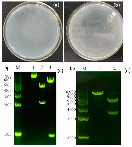 Construction of Trans-4-hydroxy-L-proline-producing Escherichia coli ...