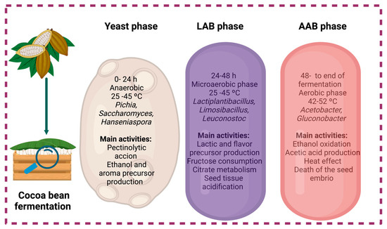Probiotic Potential of Lactic Acid Bacteria and Yeast Isolated from ...