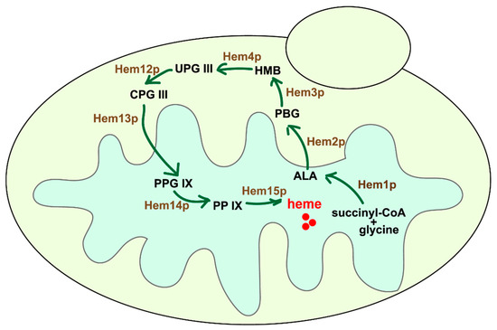 Efficient Synthesis of High-Active Myoglobin and Hemoglobin by ...