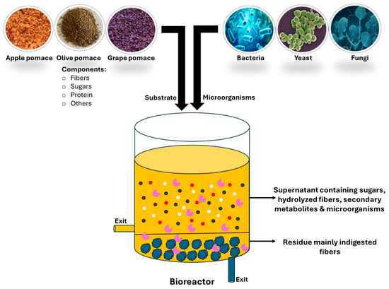 Valorization of Fruit Pomace by Enzymatic Treatment and Microbial ...