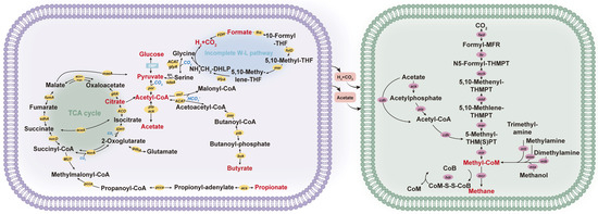 Microbial Community and Metabolic Pathways in Anaerobic Digestion of ...