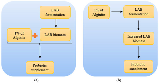Exploring the Impact of Alginite Mineral on Lactic Acid Bacteria