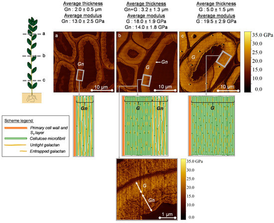 Fibers | Special Issue : Plant Bast Fibers