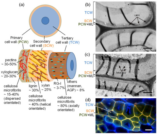 Key Stages of Fiber Development as Determinants of Bast Fiber Yield and ...