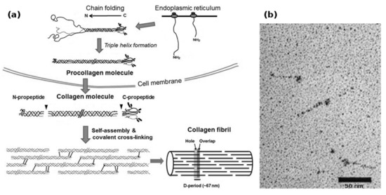 Routes towards Novel Collagen-Like Biomaterials