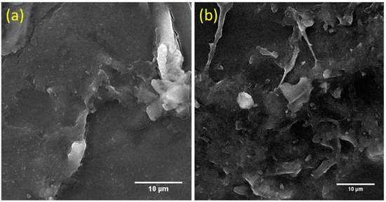 Use of Ginger Nanofibers for the Preparation of Cellulose ...