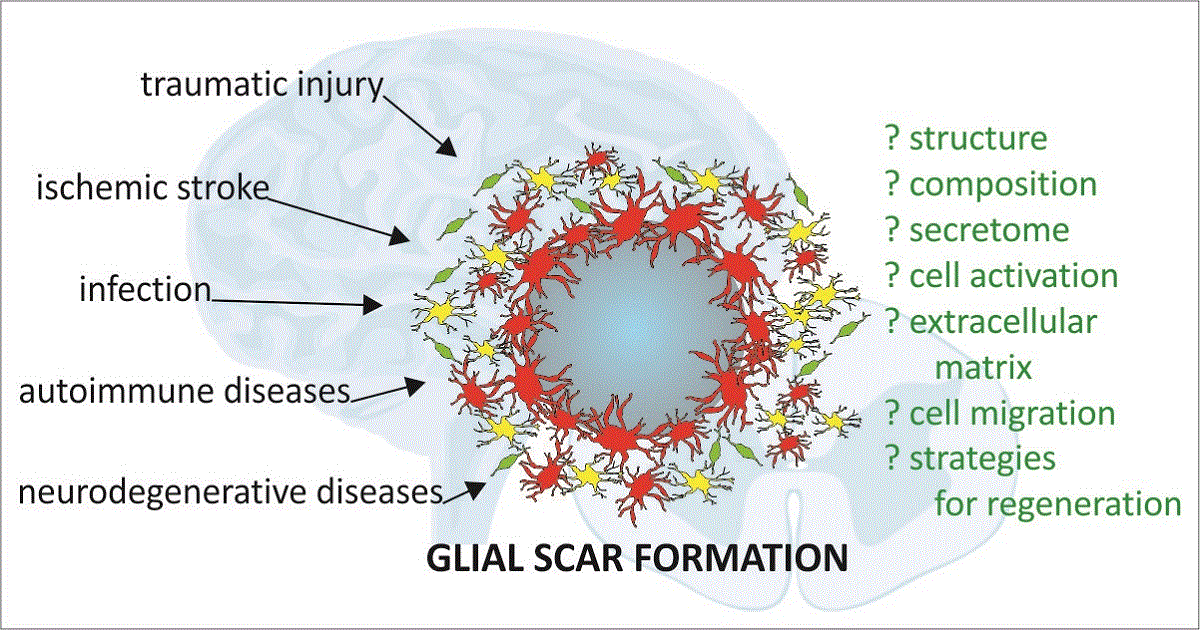 Cells | Special Issue : Glial Scar: Formation and Regeneration