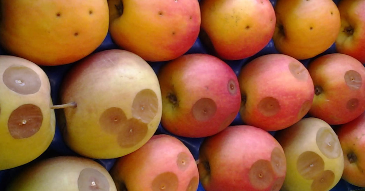 Horticulturae | Special Issues