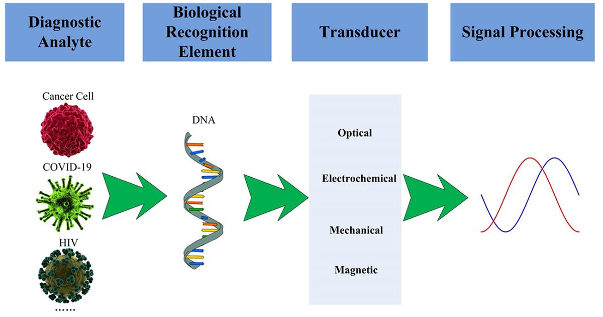 Biosensors | Special Issue : Applications of DNA-Based Biosensors in ...