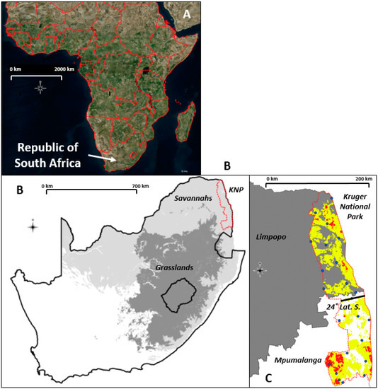 The Effect of Surface Fire in Savannah Systems in the Kruger National ...