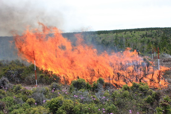 Fire | Free Full-Text | Fire Behaviour Observation in Shrublands in ...