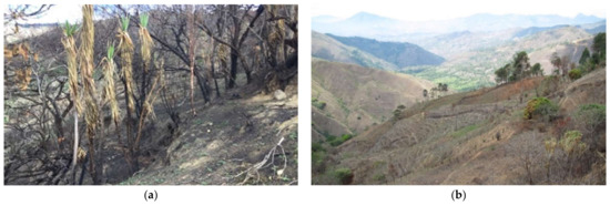 Analyzing Fire Severity and Post-Fire Vegetation Recovery in the ...
