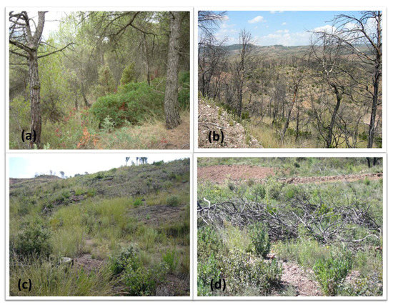 Effects of Post-Fire Management on a Mediterranean Small Mammal Community
