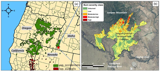 Fire | Free Full-Text | Effects of Pre-Fire Vegetation on the Post-Fire ...