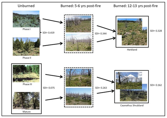 Effects of Pre-Fire Vegetation on the Post-Fire Plant Community ...