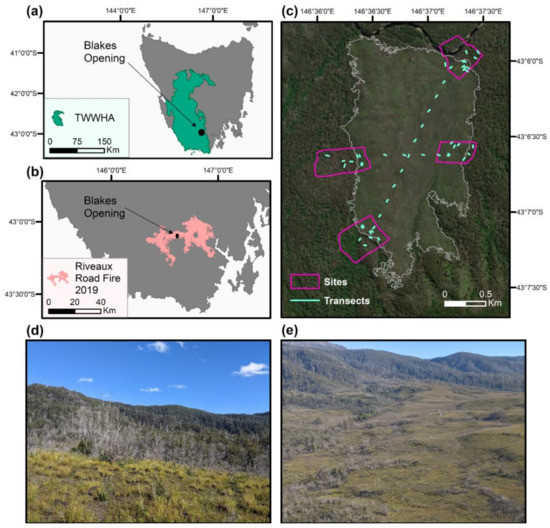 Fire Cycles and the Spatial Pattern of the Scrub–Sedgeland Mosaic at ...