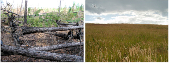 Wildfires in the Larch Range within Permafrost, Siberia