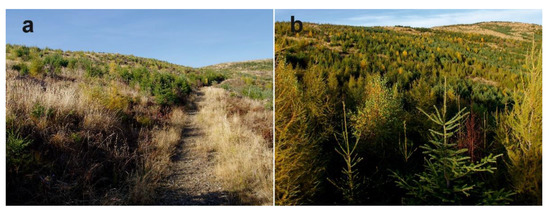 Fire Protection Principles and Recommendations in Disturbed Forest ...