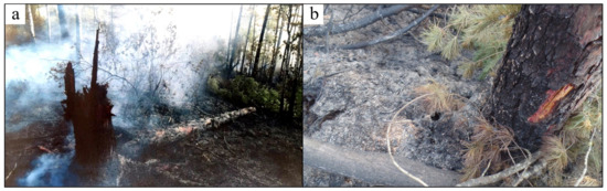 Fire | Free Full-Text | Influence of Terrain Slope on Sub-Surface Fire ...