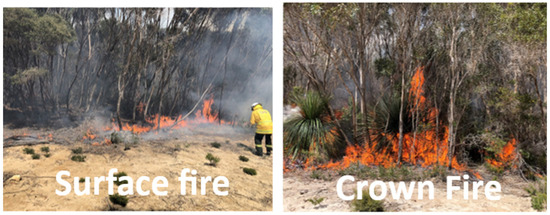 Fuel Drivers of Fire Behaviour in Coastal Mallee Shrublands