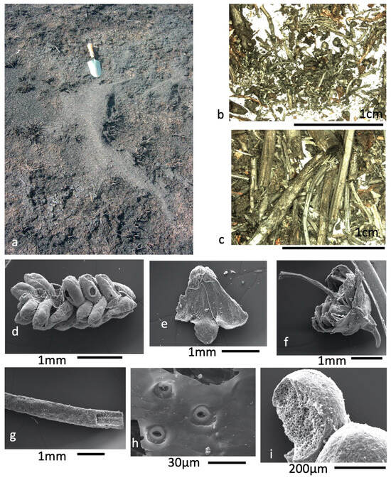 Thirty Years of Progress in Our Understanding of the Nature and ...