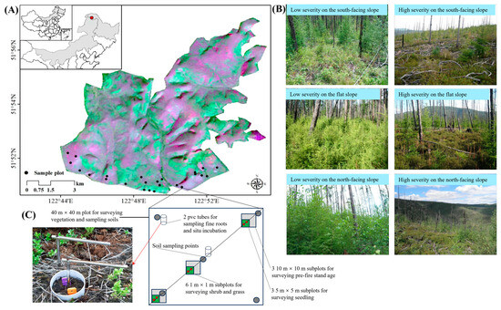 Topography and Wildfire Jointly Mediate Postfire Ecosystem ...