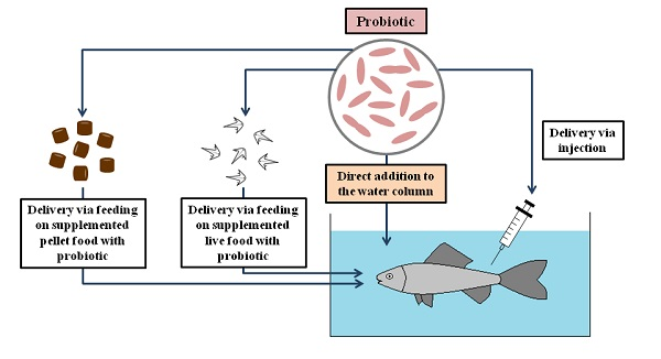 Fishes | Free Full-Text | Administration of Probiotics in the Water in ...
