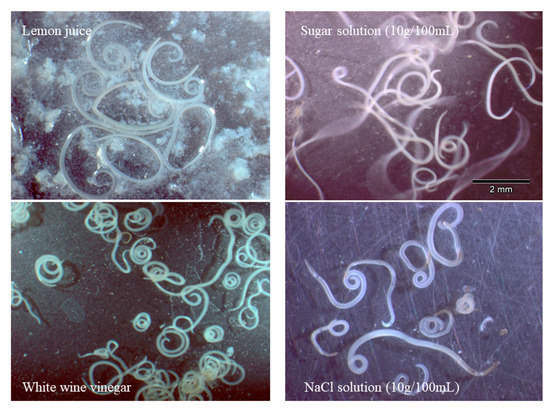 Viability of Anisakis spp. Larvae After Direct Exposure to Different ...