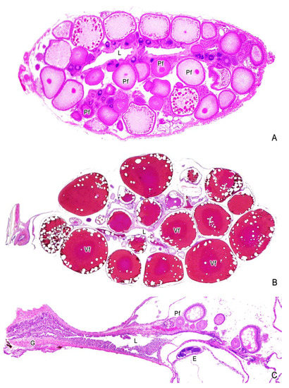Structures Associated with Oogenesis and Embryonic Development during ...