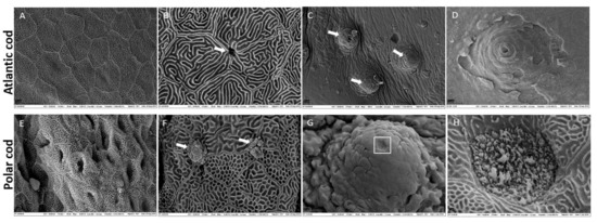 Fishes | Free Full-Text | Morphology, Transcriptomics and In Vitro ...