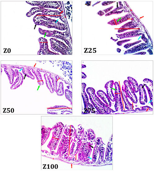 Growth Performance, Feed Utilization, Gut Integrity, and Economic ...