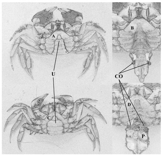 The Innate Immune Response to Infection by Polyascus gregaria in the ...