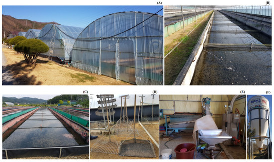 Farming the Edible Aquatic Snail Pomacea canaliculata as a Mini-Livestock