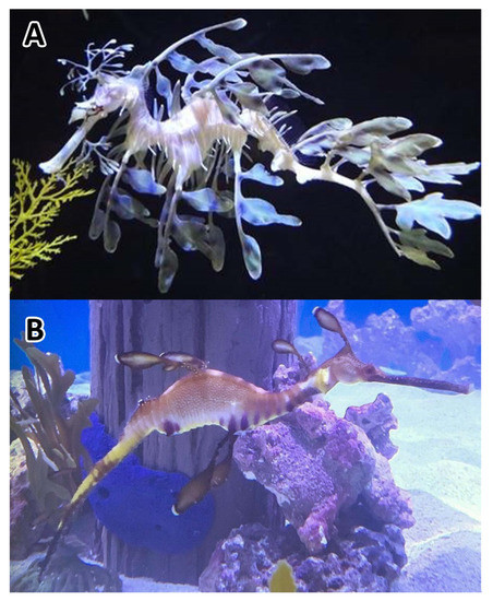 Fishes | An Open Access Journal from MDPI