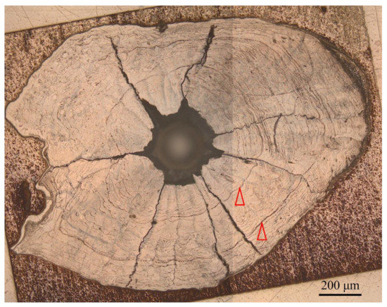Revealing Population Connectivity of the Estuarine Tapertail Anchovy ...