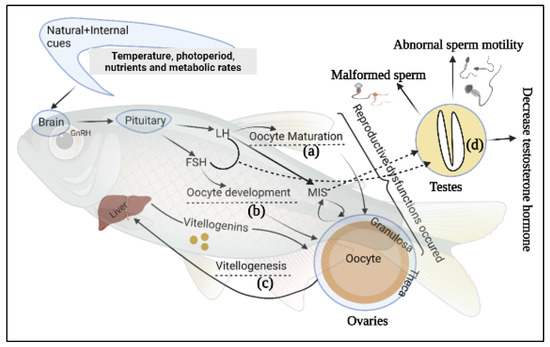 Fishes | An Open Access Journal from MDPI