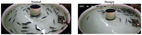 Intelligent Diagnosis of Fish Behavior Using Deep Learning Method