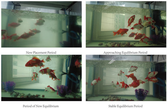 Fish Face Identification Based on Rotated Object Detection: Dataset and ...