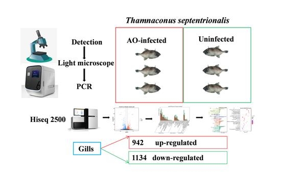 Fishes | Free Full-Text | Transcriptome Analysis of Greenfin Horse ...